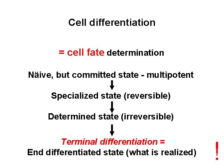 Differentiation and asymmetric divison Sara Tth Ph D