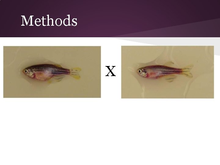 Zebrafish in the Classroom Presented by Cory Doroff