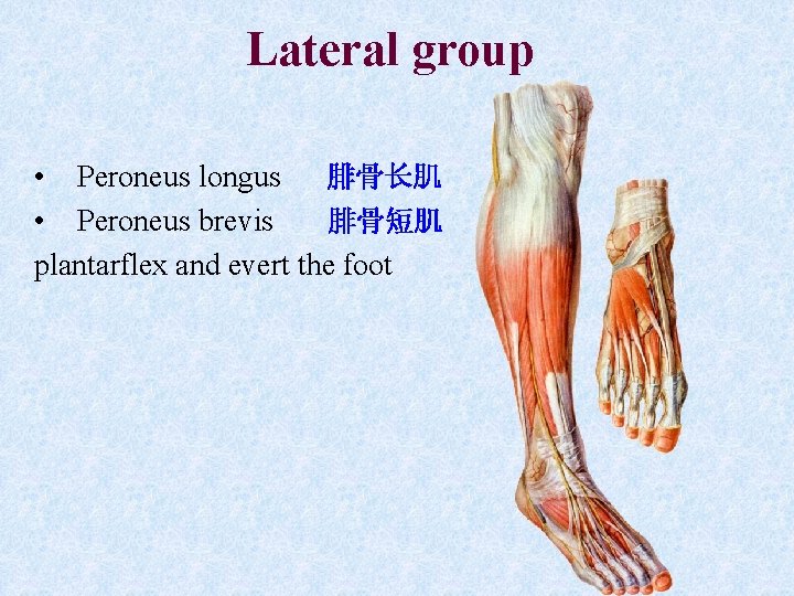 Tensor fasciae latae Posterior group Gluteus maximus Origin