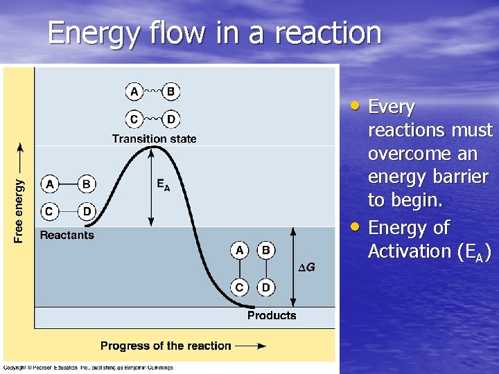 Cell Physiology Metabolism Biology 201 Organism SF Dr