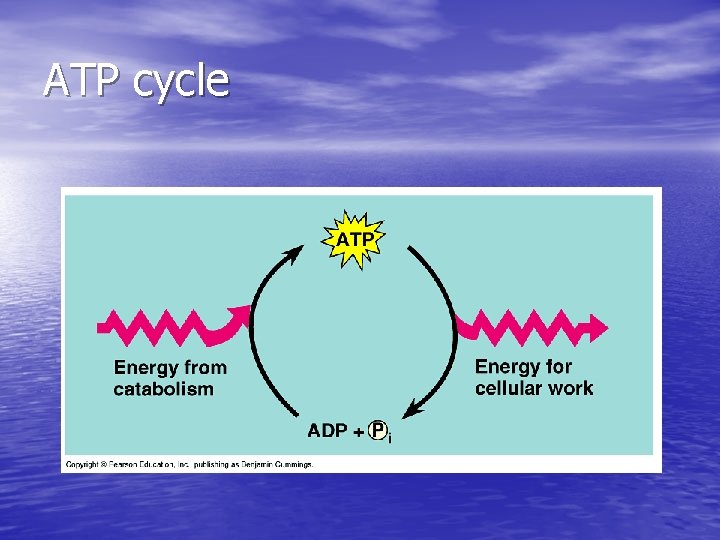 Cell Physiology Metabolism Biology 201 Organism SF Dr