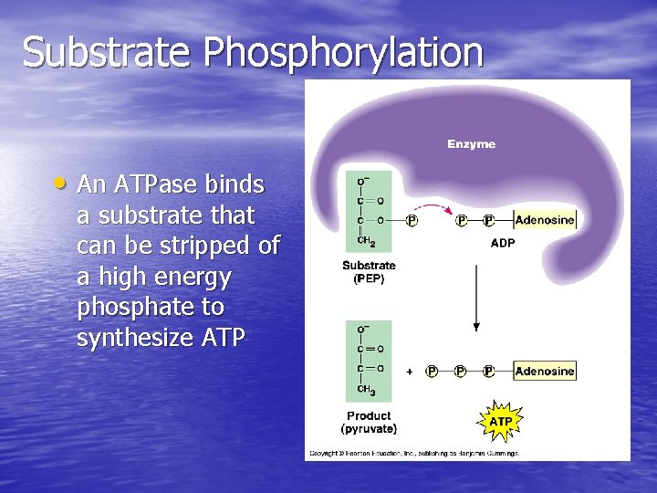 Cell Physiology Metabolism Biology 201 Organism SF Dr