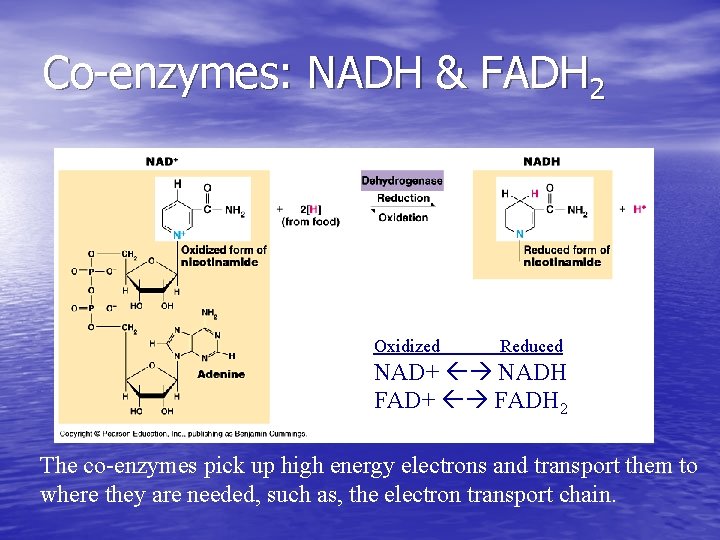 Cell Physiology Metabolism Biology 201 Organism SF Dr
