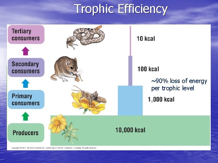 Cell Physiology Metabolism Biology 201 Organism SF Dr