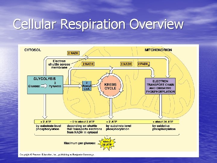 Cell Physiology Metabolism Biology 201 Organism SF Dr