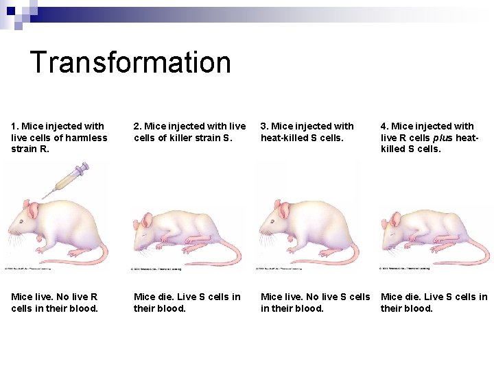 DNA Structure and Function Chapter 12 Discovery of