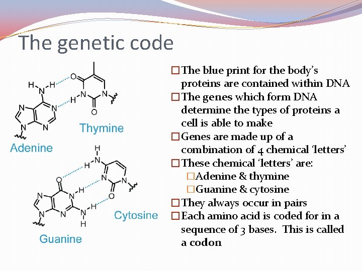 Cell protein production Text Chapter 3 Human Biology