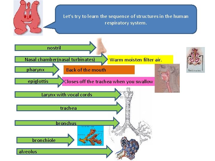 Gas Exchange Part 2 Begins Well lets take
