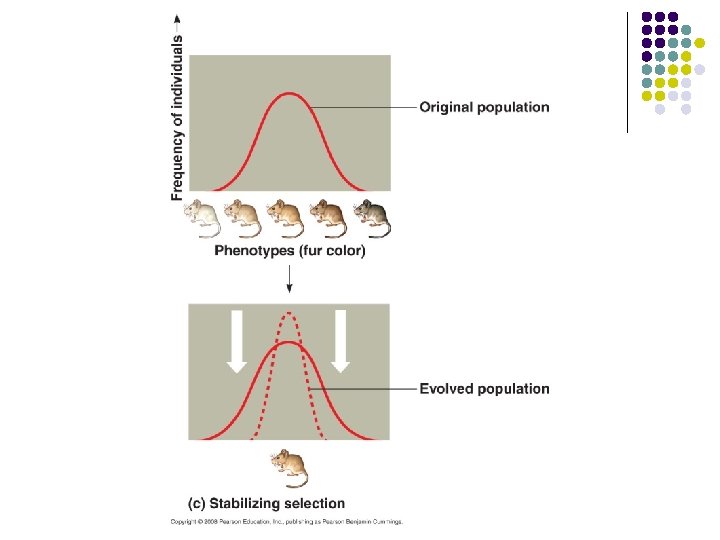 Mechanisms of Evolution Concept 4 Analyzing the evolution