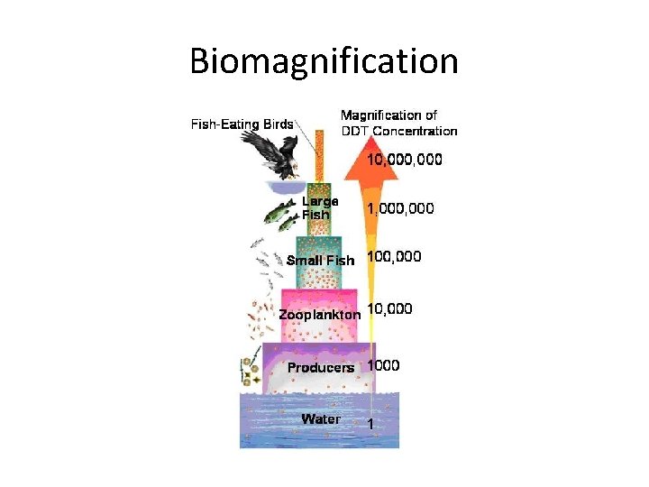 Toxicology and Risk Assessment 1 Biomagnification is a