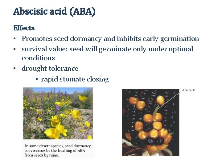 Plant Responses to Signals Plant Reactions Stimuli and