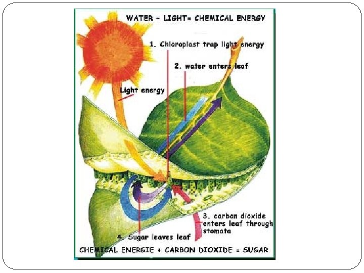 Cell Energy Chapter 3 Cells need energy in