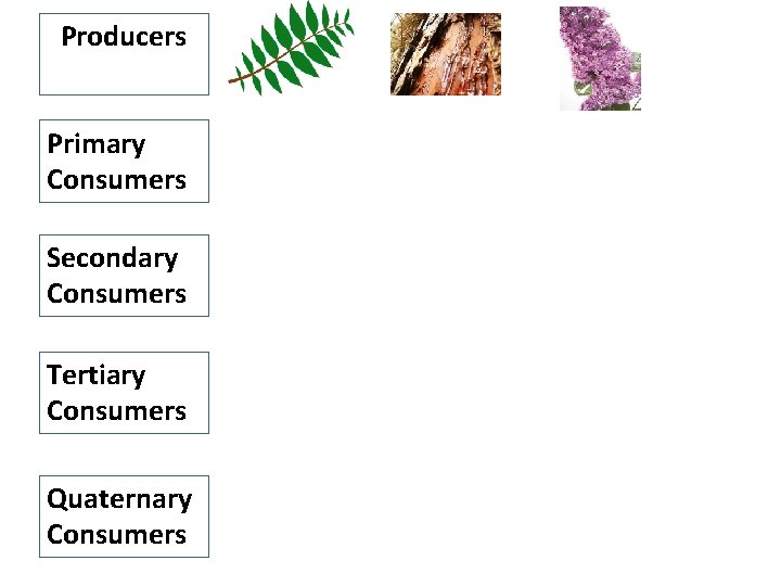 Food Web Review sparrowhawk bluetit fox shrew slug