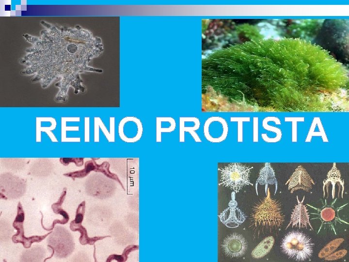 REINO PROTISTA CARACTERSTICAS GERAIS Tambm denominado Protoctista ...