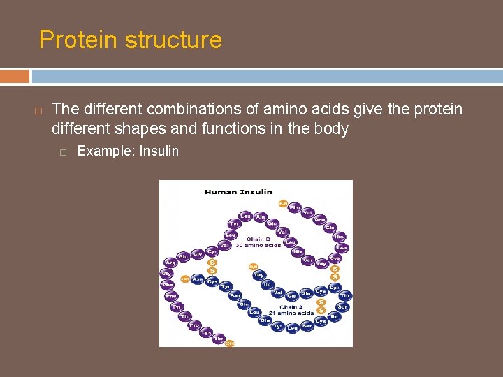 LEARNING ABOUT PROTEINS Created by Tammilee Kerr MS