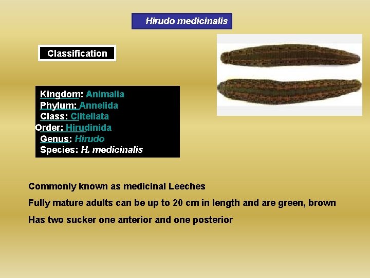 Hirudo medicinalis Classification Kingdom Animalia Phylum Annelida Class