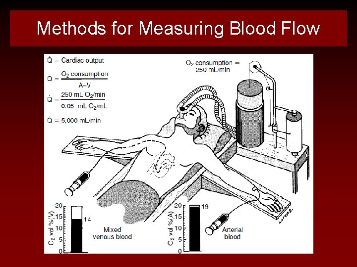 Regulation of Blood Flow Assoc Prof MUDr Markta