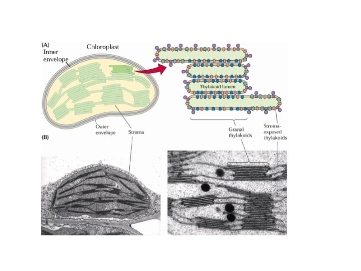 5 The photosynthetic grana and stroma thylakoid membranes