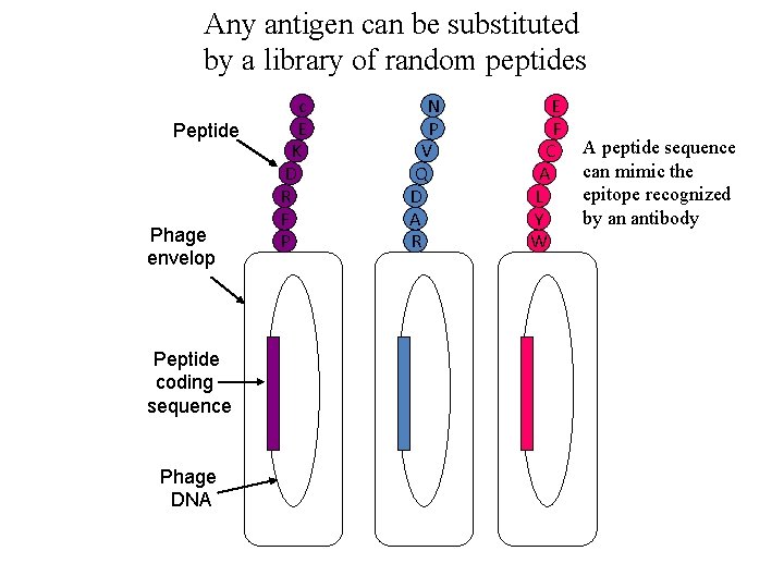 Using Random Peptide Phage Display Libraries for early
