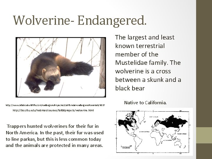 Species Brittany Buck Wolverine Endangered The largest and
