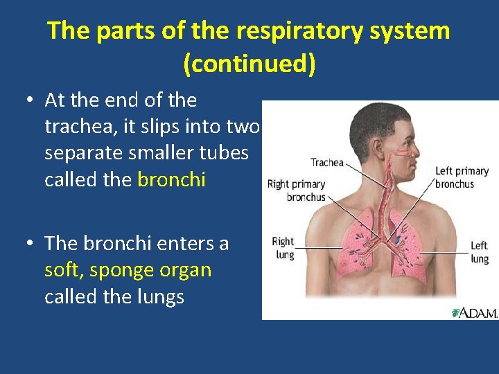 DO NOW Describe what you think happens when