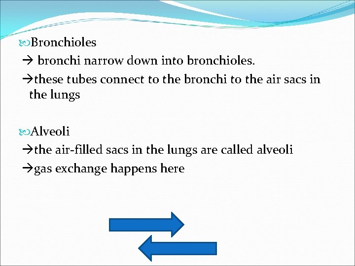 Respiratory System By Mikayla Angelica Wajiha Blake and