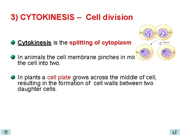 The Cell Cycle and MITOSIS Cells Divide to
