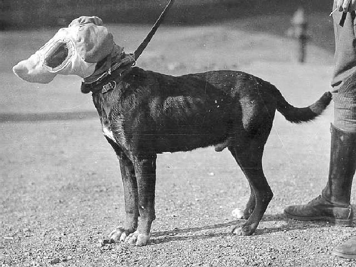 Causes of WWI The European Powder Keg A