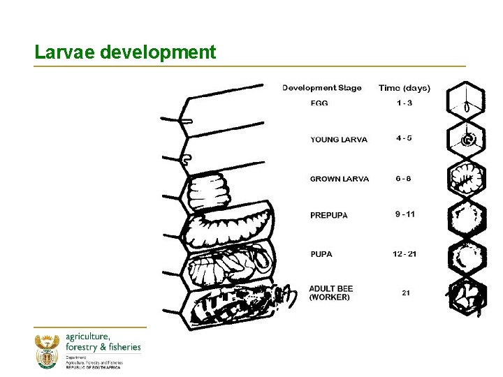 Overview of AFB in South Africa Mike Allsopp