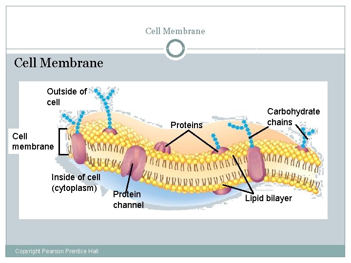 Cell BoundariesActive and Passive Transport CHAPTER 7 SECTION