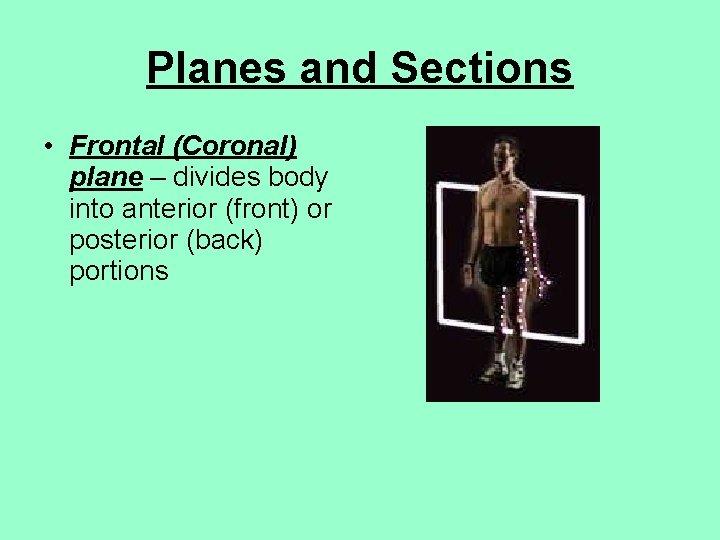 Basic Anatomical Terminology Body Positions 1 Prone lying