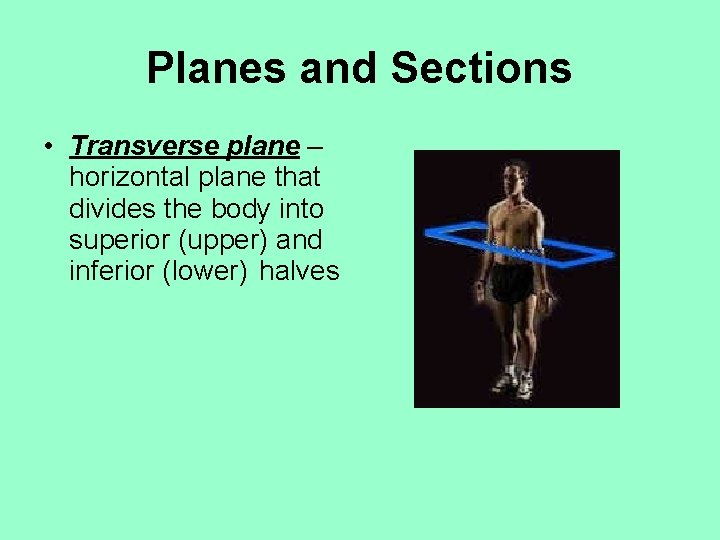 Basic Anatomical Terminology Body Positions 1 Prone lying