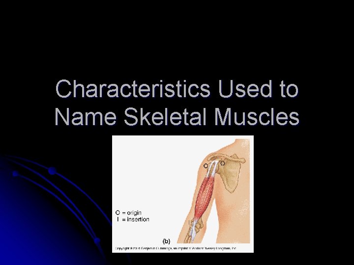 Characteristics Used to Name Skeletal Muscles ALL MUSCLES