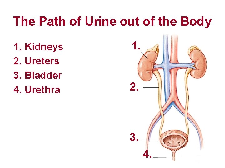 The Excretory System Urinary Male Urinary tract Female