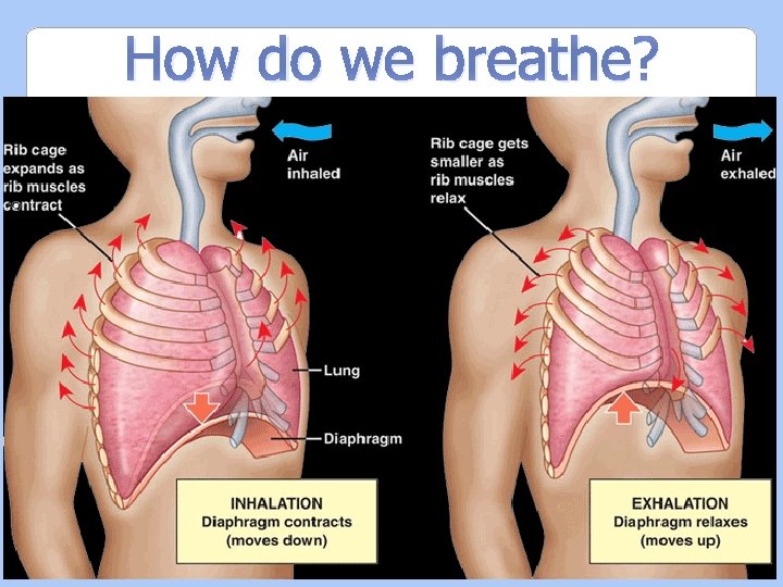 Respiratory System Lesson Goal To describe the structure