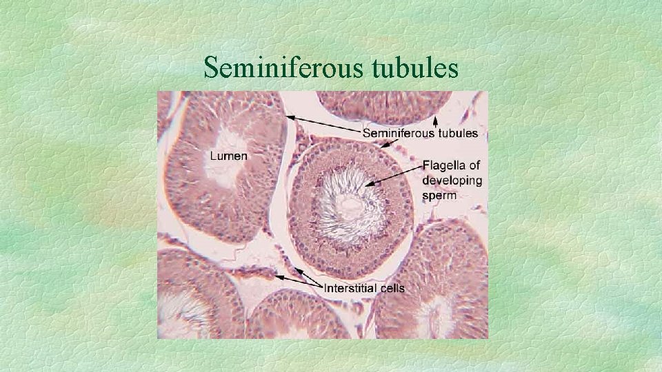 PHYSIOLOGY OF REPRODUCTION DR Hassan Ahmed B V