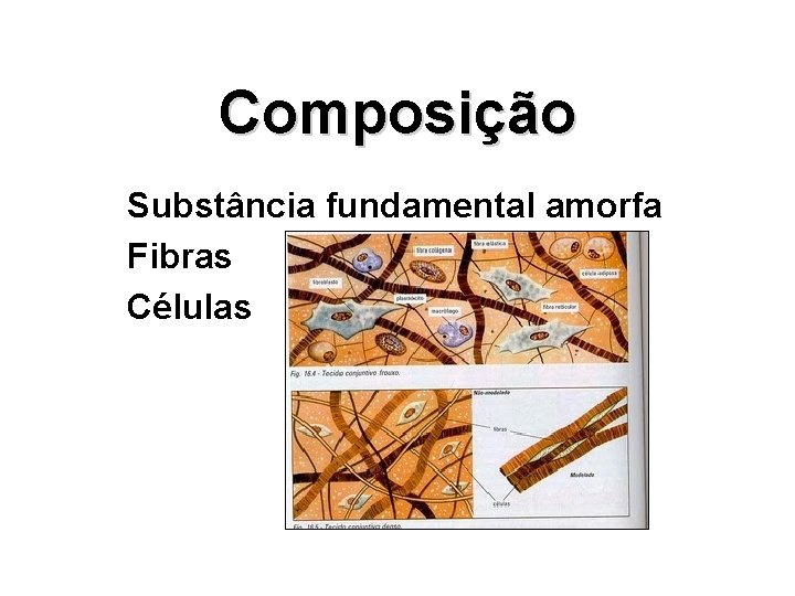 Tecido Conjuntivo Vera Vargas 2011 Tecido epitelial Tecido