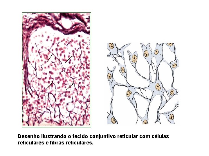 Tecido Conjuntivo Vera Vargas 2011 Tecido epitelial Tecido