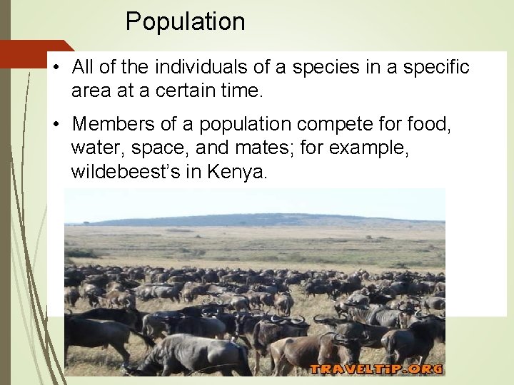 Levels of Organization Food Chains Food Webs and