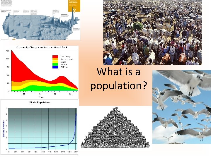 Population and population ecology Part 1 The Basics