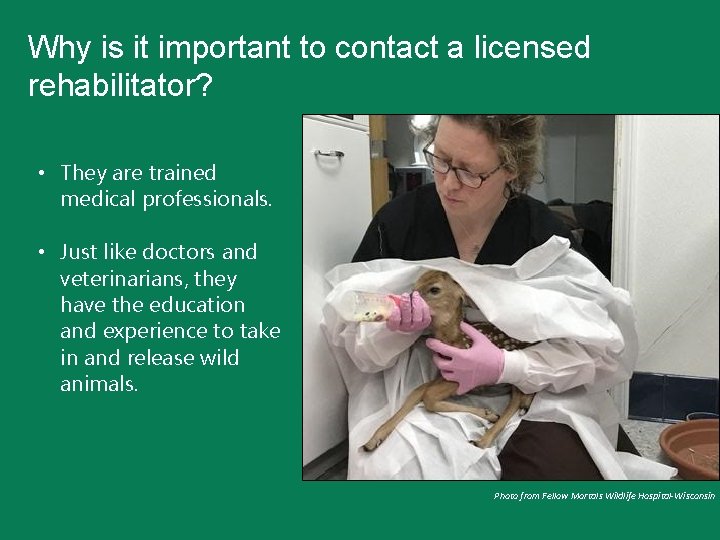 What is wildlife rehabilitation What is wildlife How