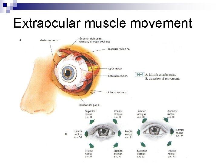 Assessment of Eyes and Ears Eye Anatomy Why