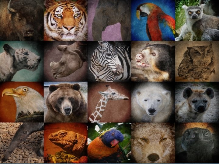 PROJECT THEME WORLD ANIMAL PROTECTION Endangered species q