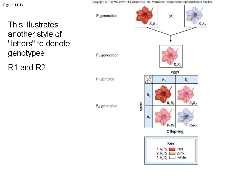 Chapter 11 Beyond Mendel Conditions that Mendel didnt
