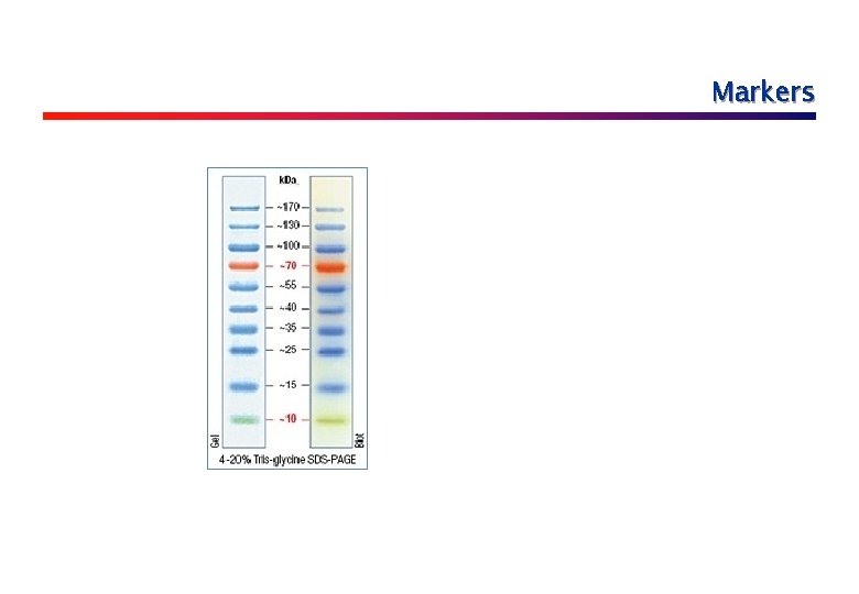 Western Blot Analysis using HisTag Antibody s 338