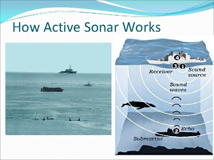 Balancing National Security and Marine Life Give us