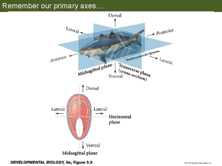 V Organizing Power and Axis Formation A Background