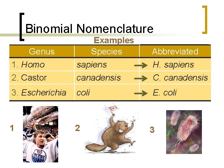UNIT 2 MICROBIOLOGY Diversity of Living Things Taxonomy