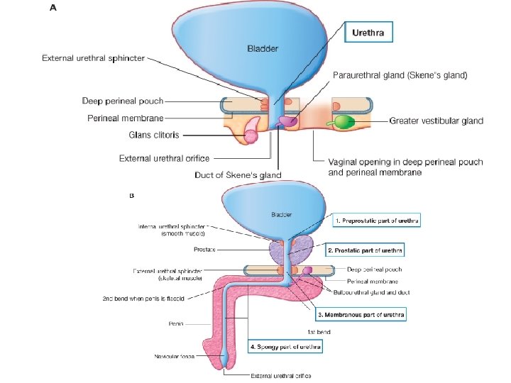 URINARY System Two kidneys Two ureters Urethra Anatomy