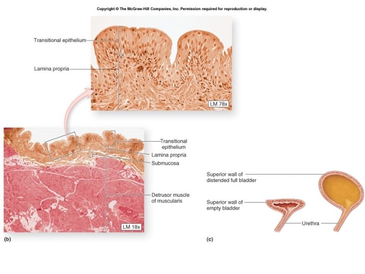 URINARY System Two kidneys Two ureters Urethra Anatomy